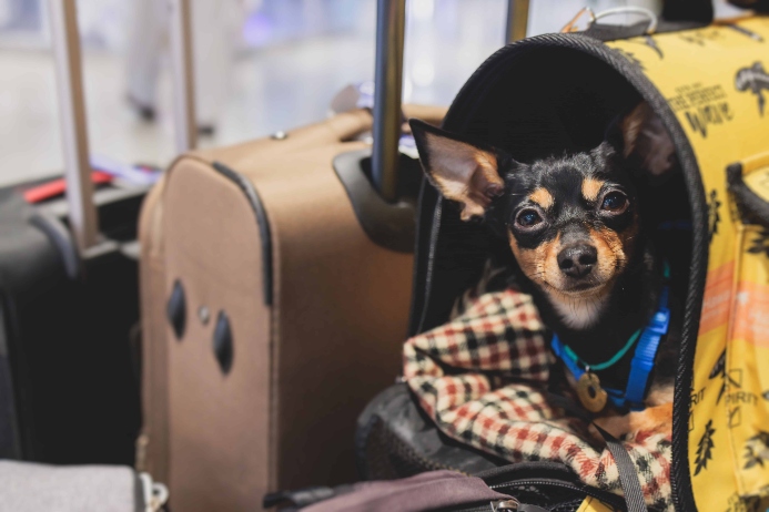 Dog travel tips: Why airline policies matter more than you think