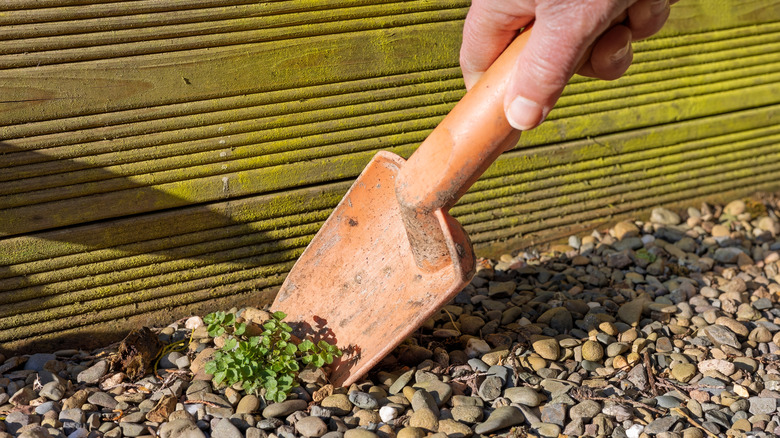 The overlooked solution to keep weeds out of gravel before it's a problem