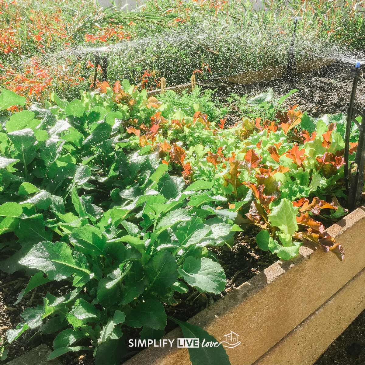 July garden checklist for zone 5: Watering, pest control & prep