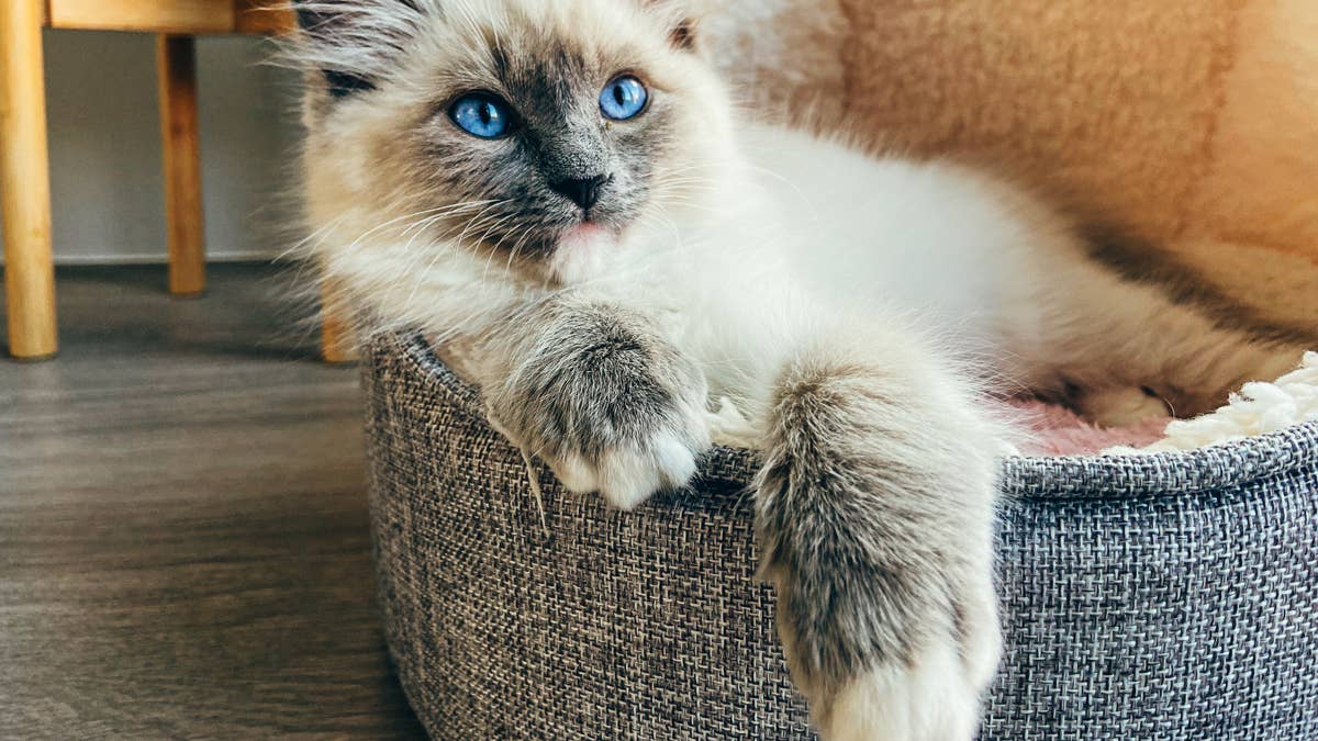 Ragdoll cat 'mesmerized' by fish tank toy really wants to be a mermaid