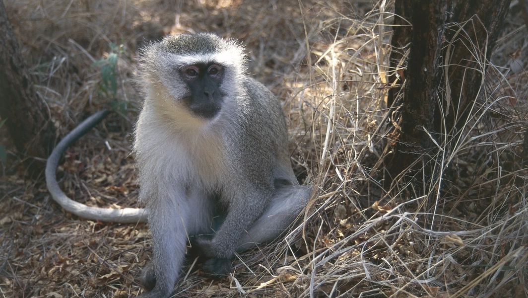 Comparing old and new world monkeys