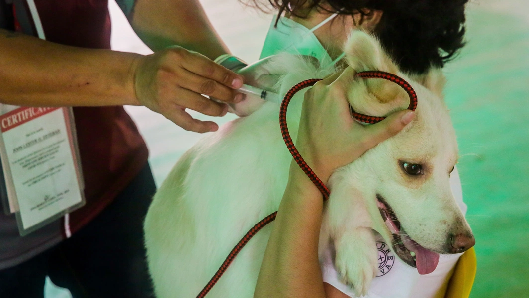 12 serious health and behavior problems in dogs