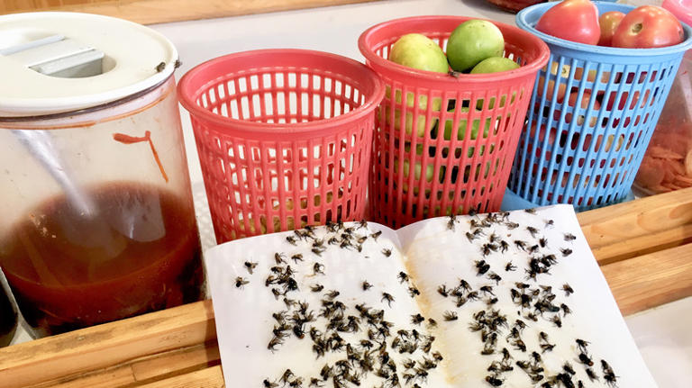 When it's safe vs unsafe to eat the fruit those pesky fruit flies have ...