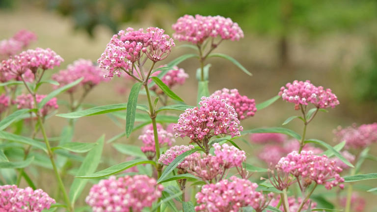 What to do if you find this native milkweed in your yard