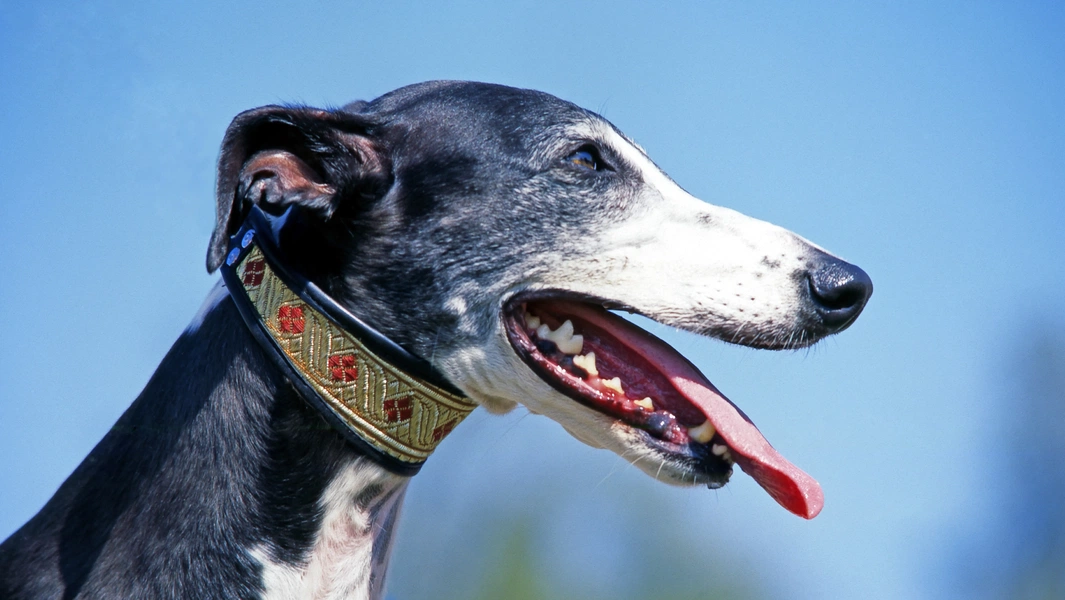 Nighttime dog walking safety tips
