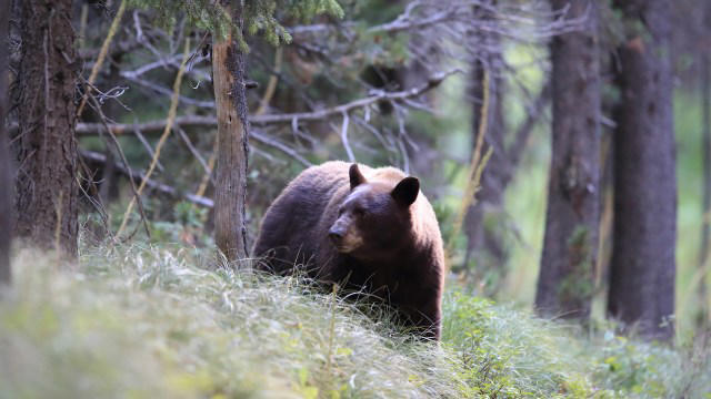 Colorado hiker says black bear attacked from behind, ignored shouts ...
