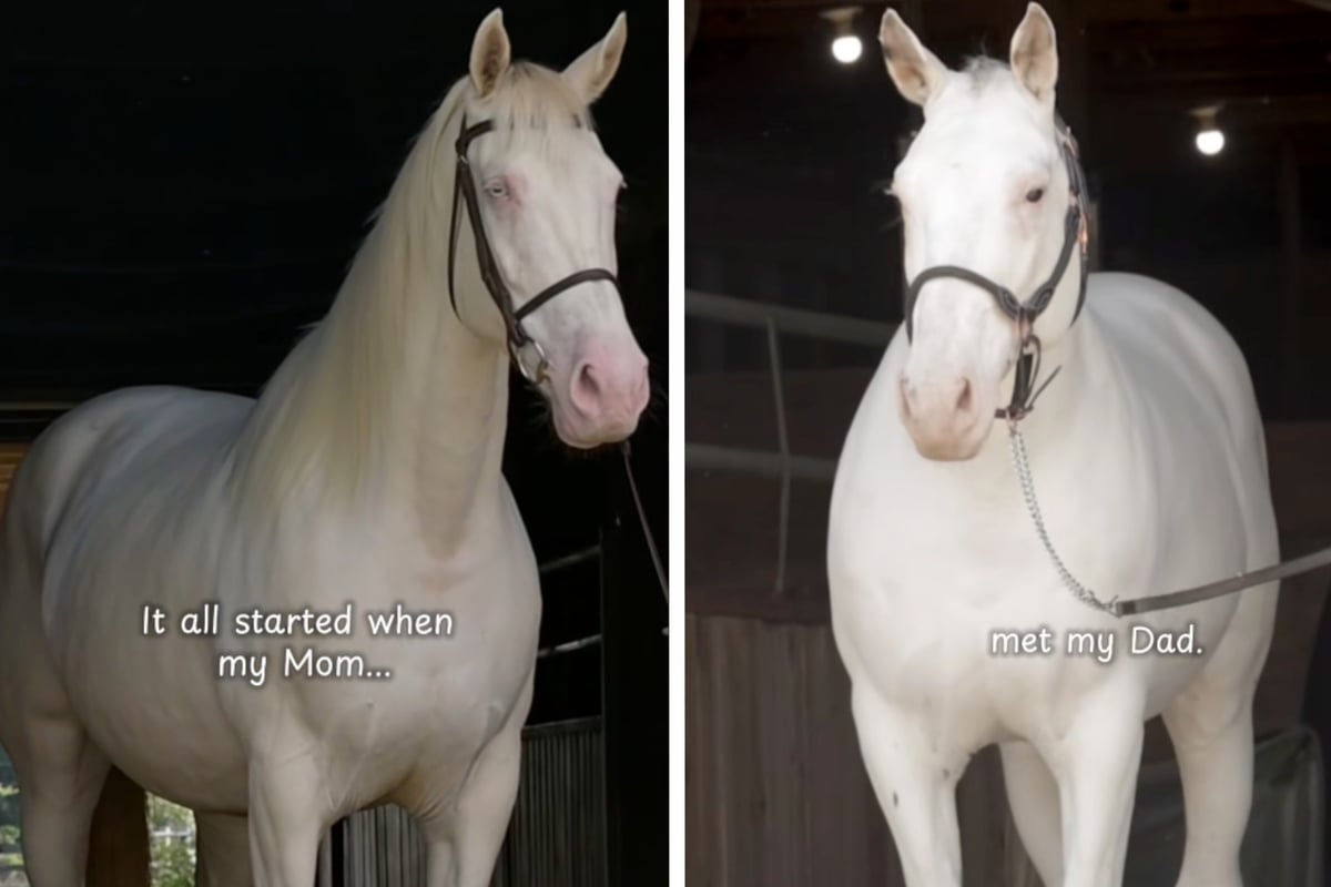Two snow white horses make "leopard"-patterned baby! Pet owner breaks ...