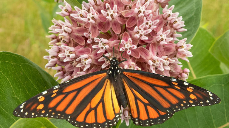 What to do if you find this native milkweed in your yard