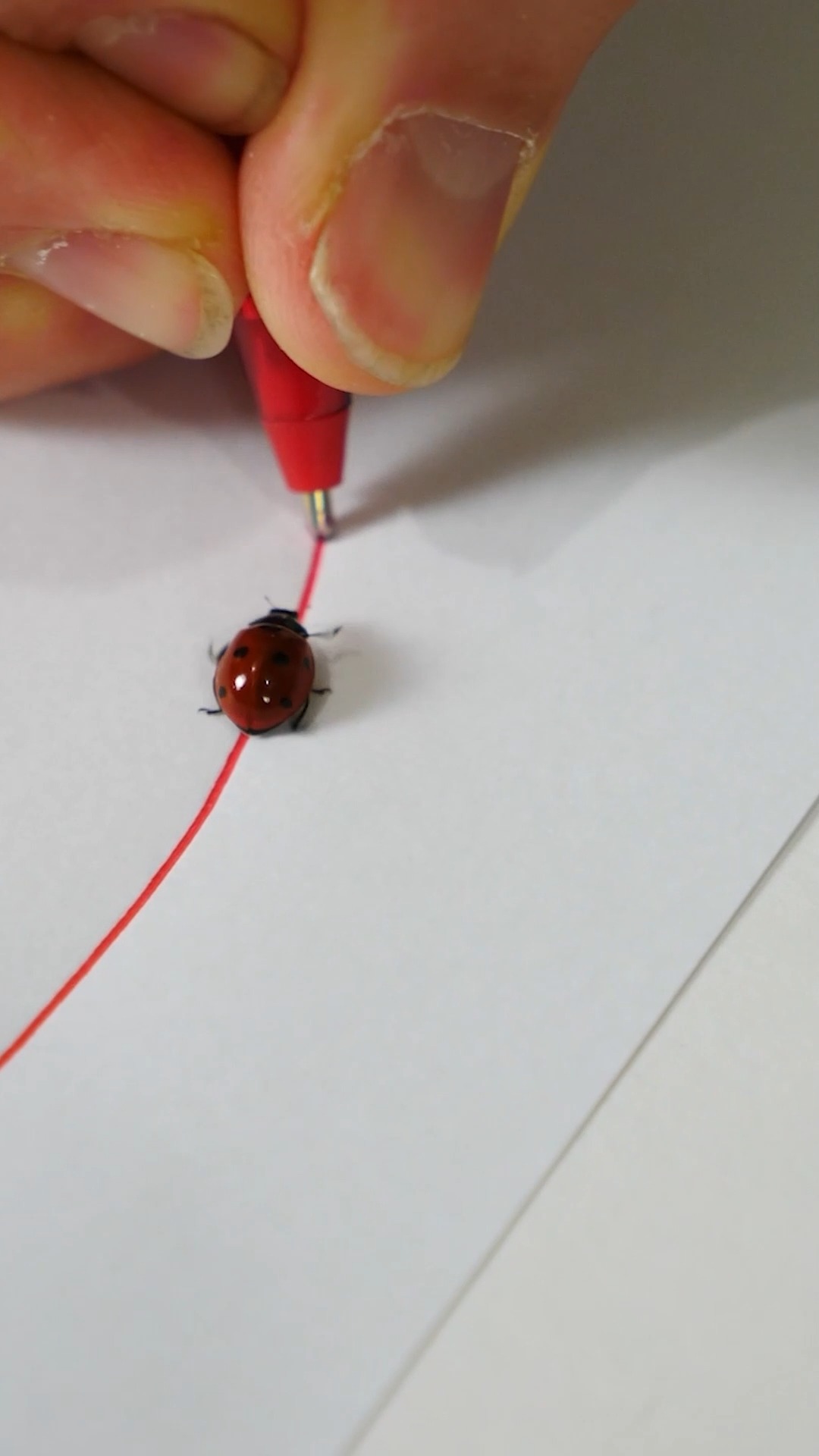 Why is this ladybug glued to my pen?