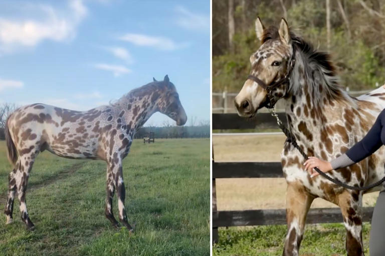 Two snow white horses make "leopard"-patterned baby! Pet owner breaks ...