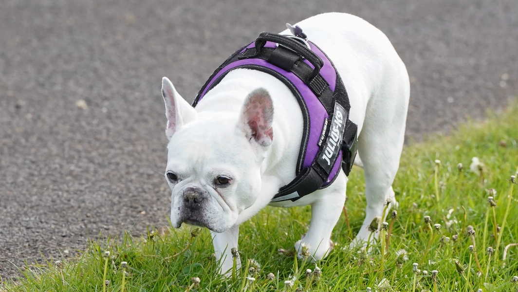 Nighttime dog walking safety tips