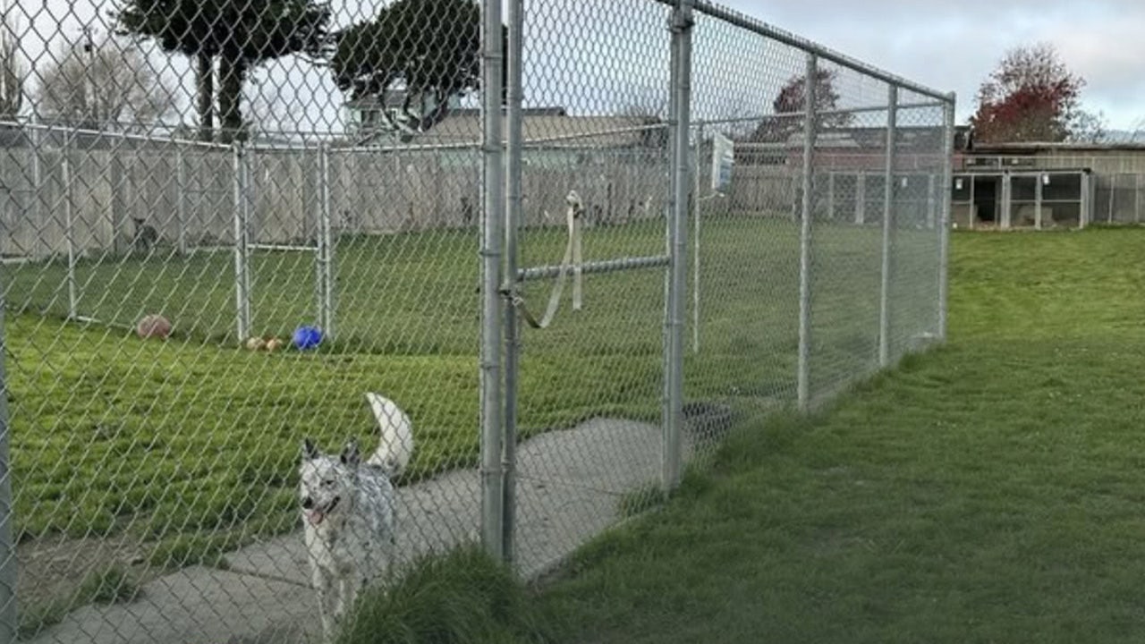 117 dead dogs exhumed from Humboldt Co. rescue under investigation for ...