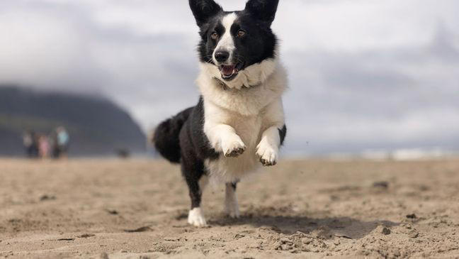 Corgis take over Seaside beach for fundraiser