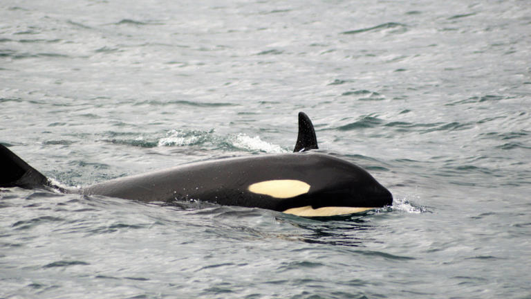 Scientists say the orca shark-hunting trick is spreading across oceans ...