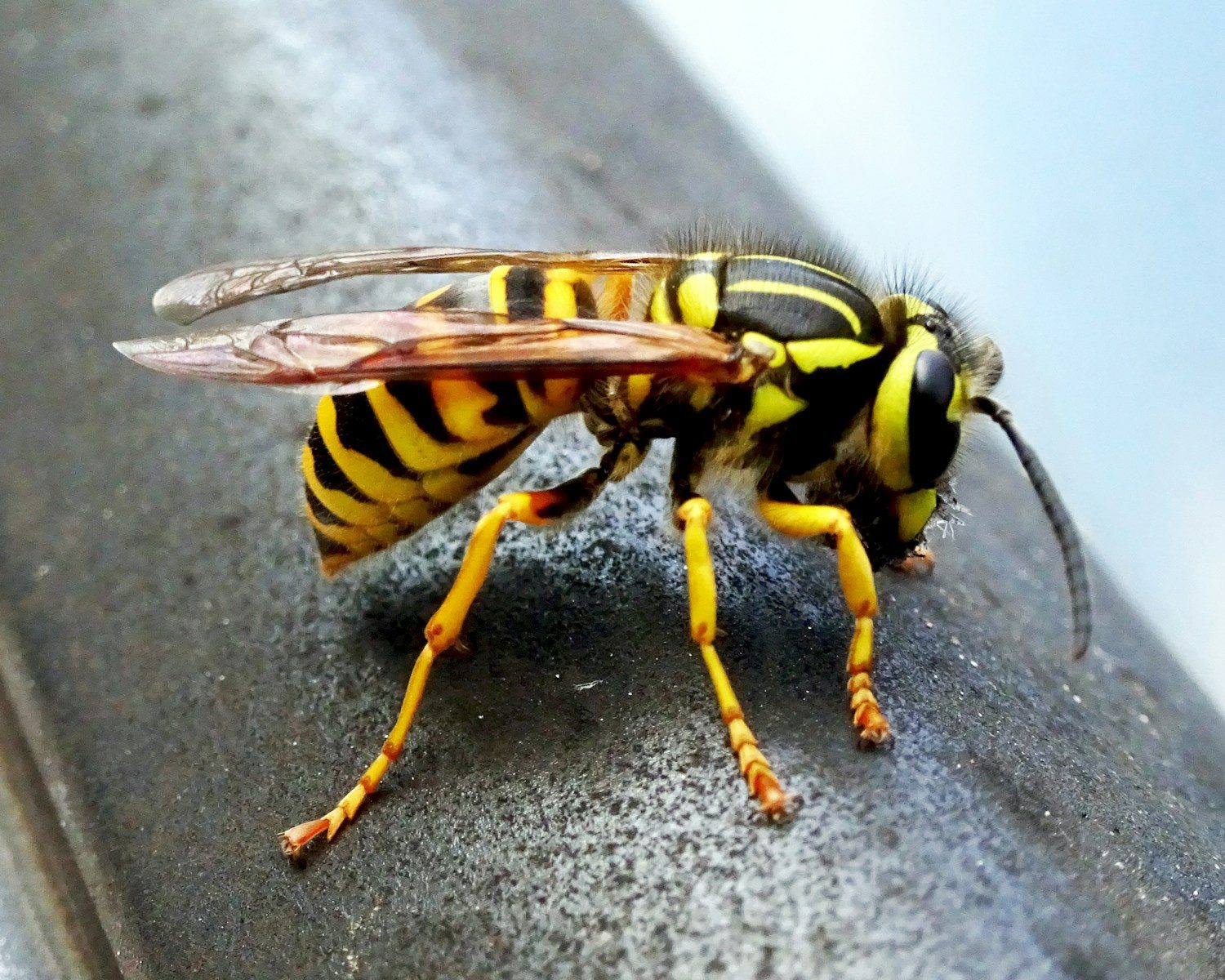 Tiny creature, big reaction: The animal whose bite can trigger ...