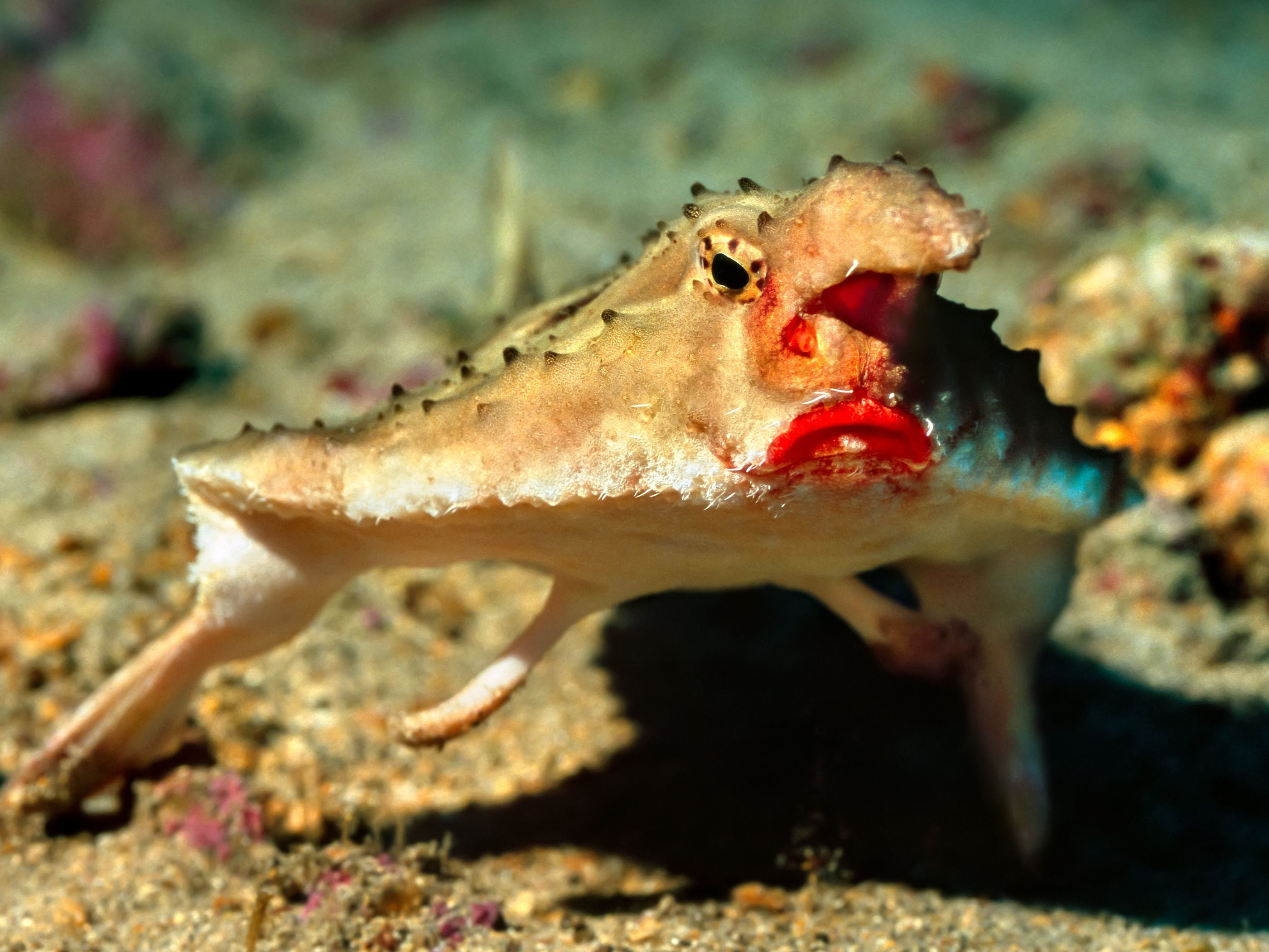 This bizarre 'lipstick-wearing' fish can't swim