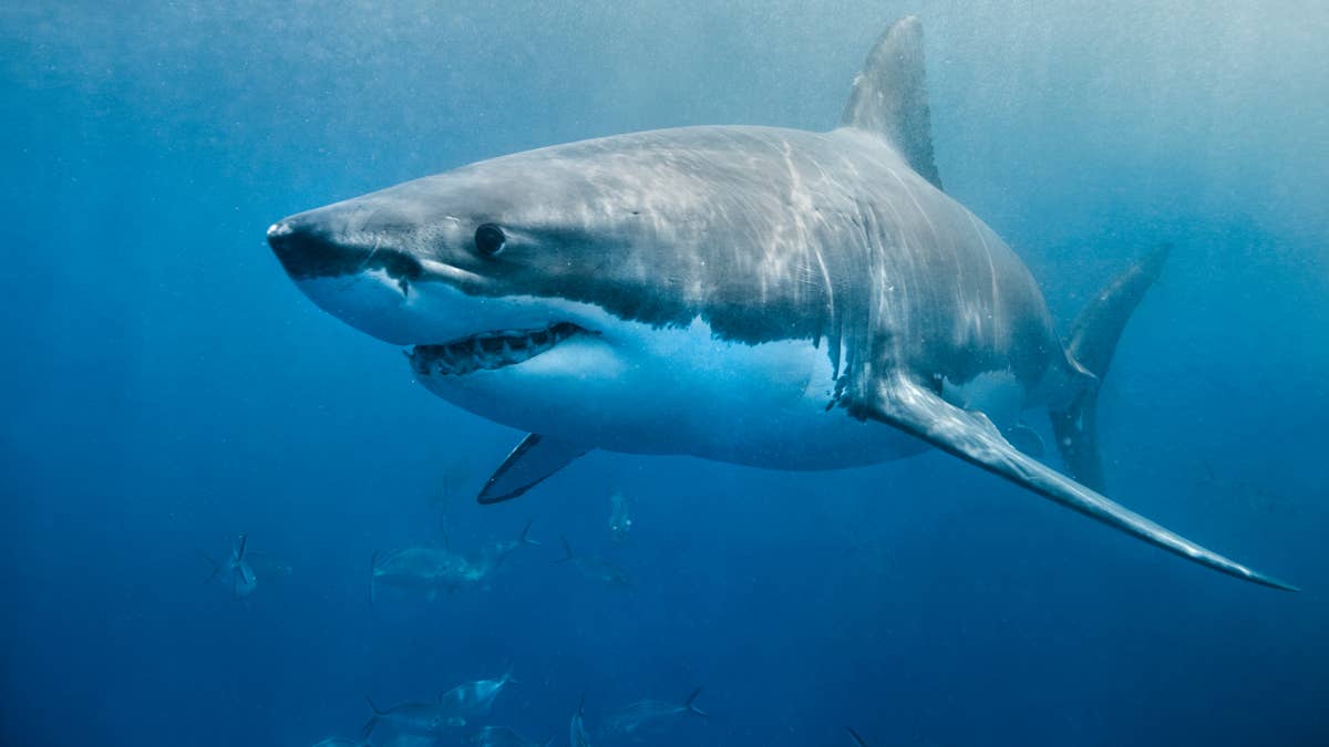 Australia expands shark drone patrols to 70 beaches after recent attacks