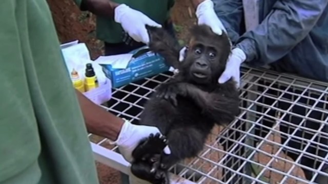 Cameroonian baby ape was shot, lost an arm, and still thrived after ...
