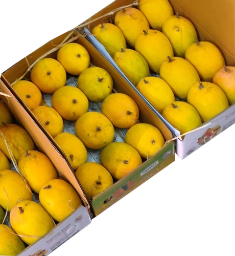 APEDA facilitates commercial export of GI-tagged Rewa Sundarja mangoes ...