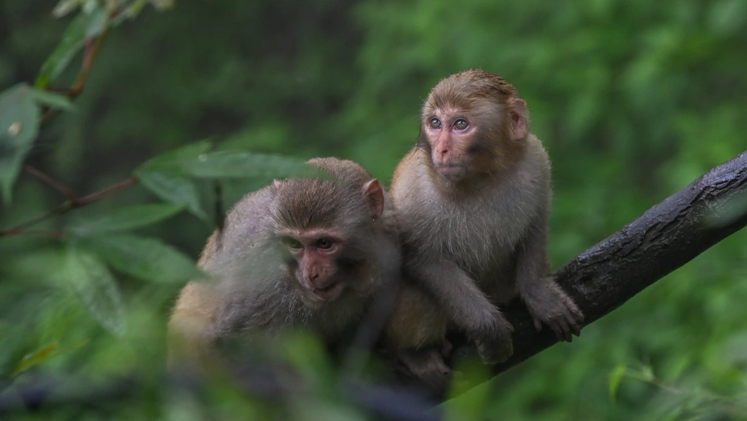 Comparing old and new world monkeys