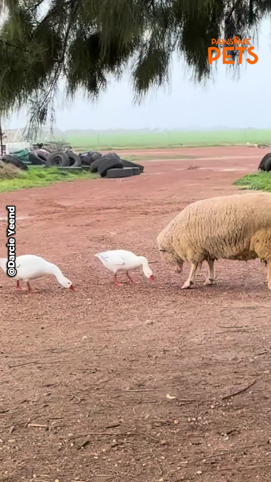 Unexpected farmyard feud in Washington