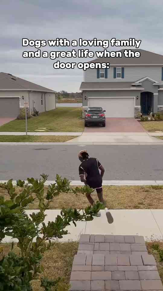 Dogs go crazy when the door opens