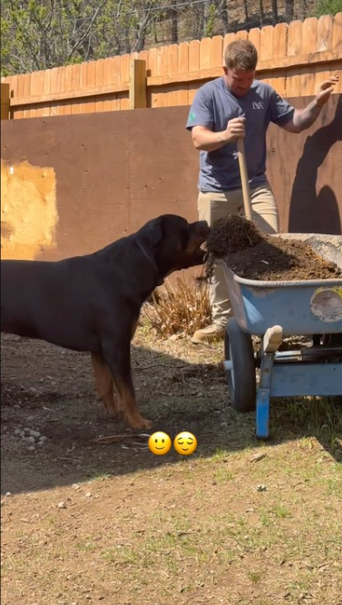 The best helper dog that will make you laugh