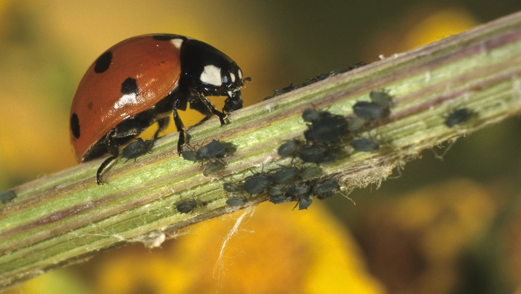 16 natural and eco-friendly pest control methods