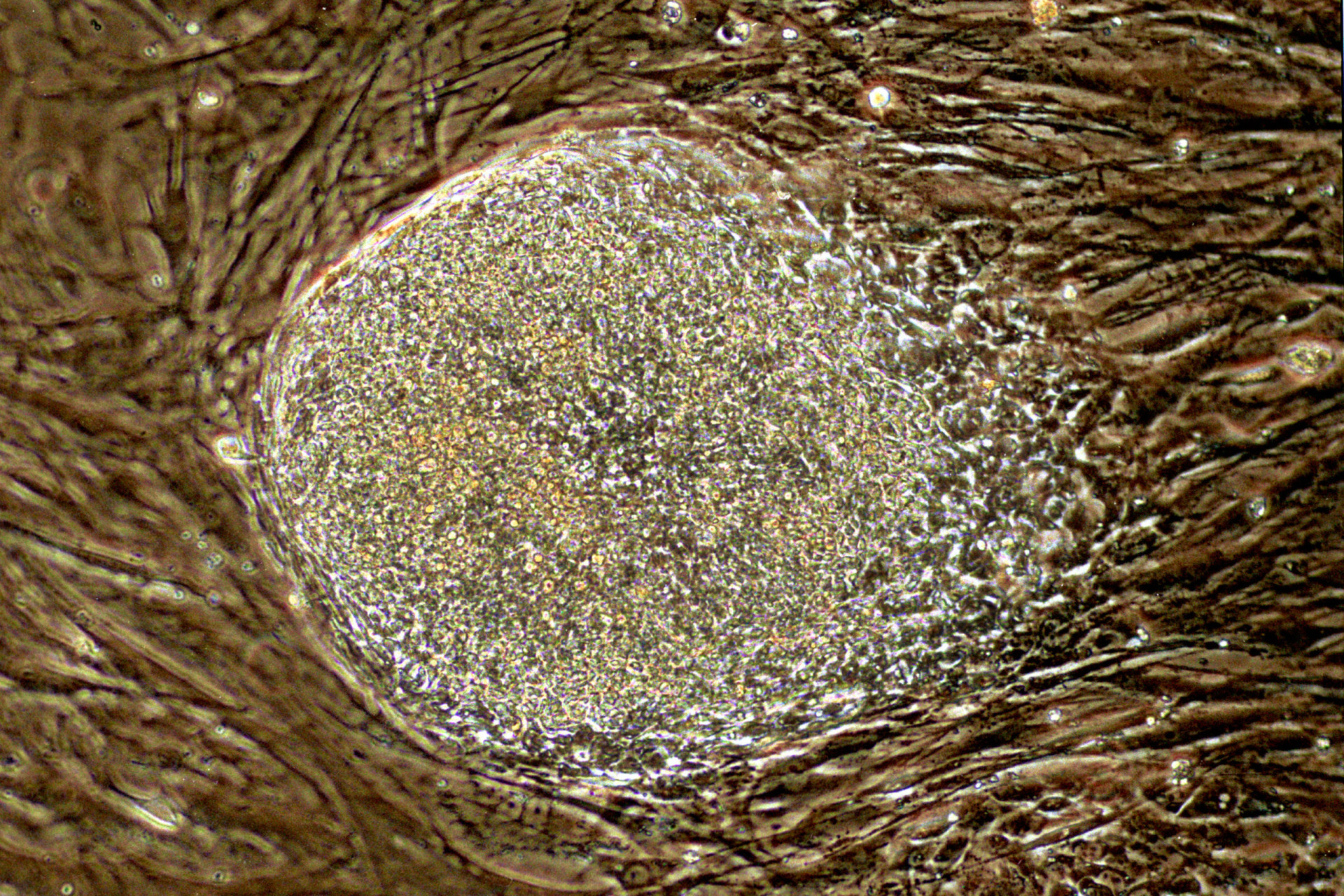 What are the 15 most important cells in the human body?