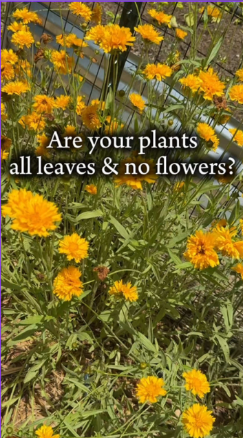 Flowering plant secrets shift energy from leaves to blooms