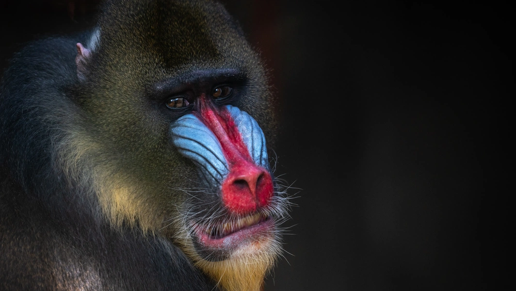 Comparing old and new world monkeys