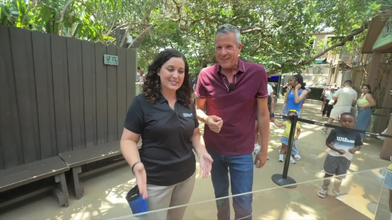 Skunk sisters Juniper and Ginger will make Florida Aquarium debut this ...
