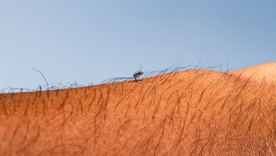 16 natural and eco-friendly pest control methods