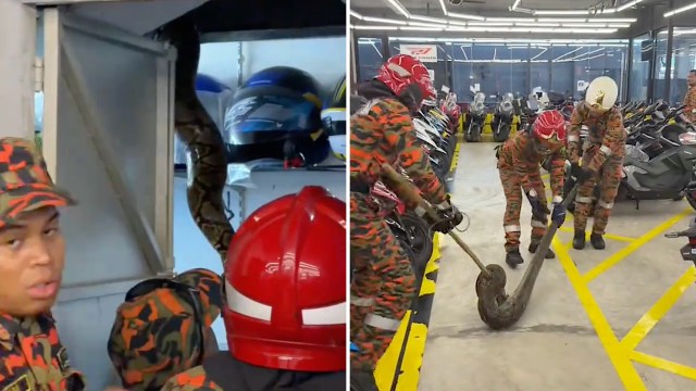 Motorbike shop owner in Malaysia spots python in cracked ceiling ...