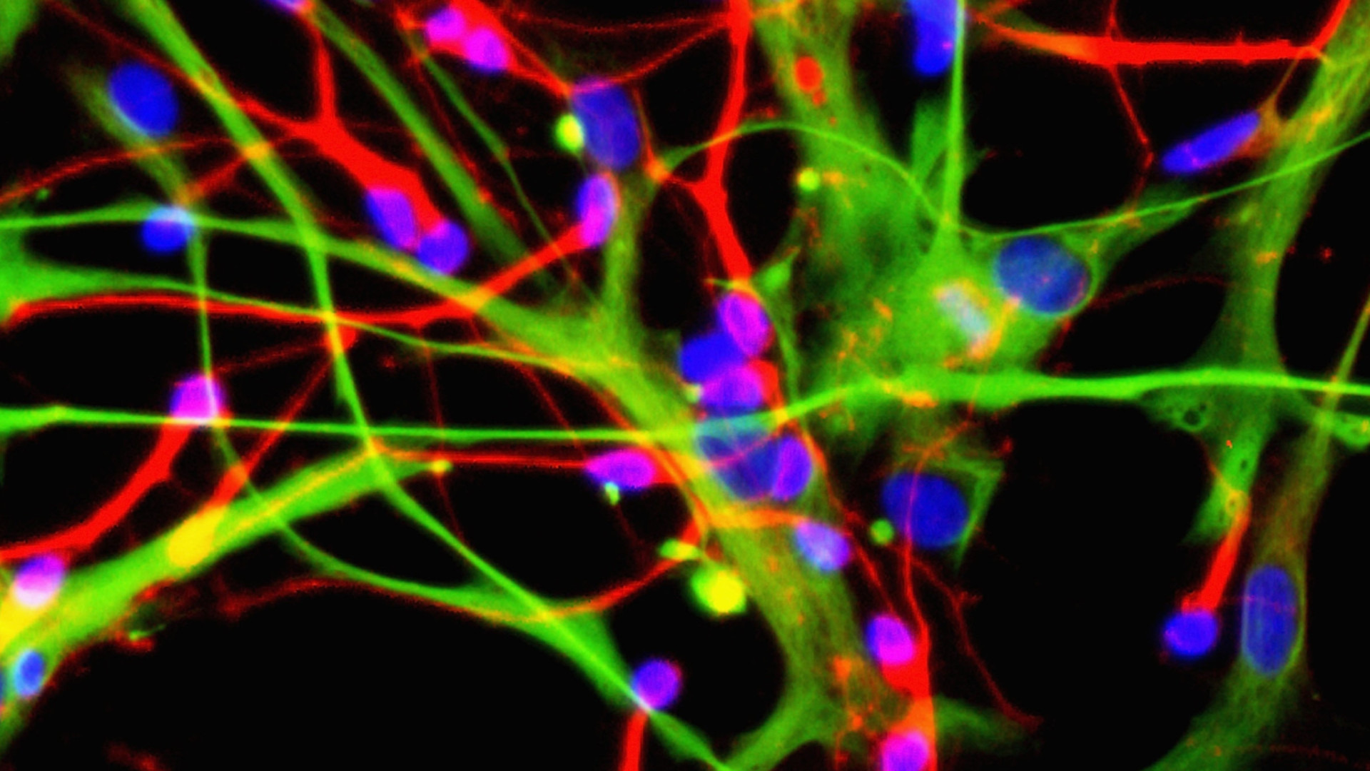 What are the 15 most important cells in the human body?