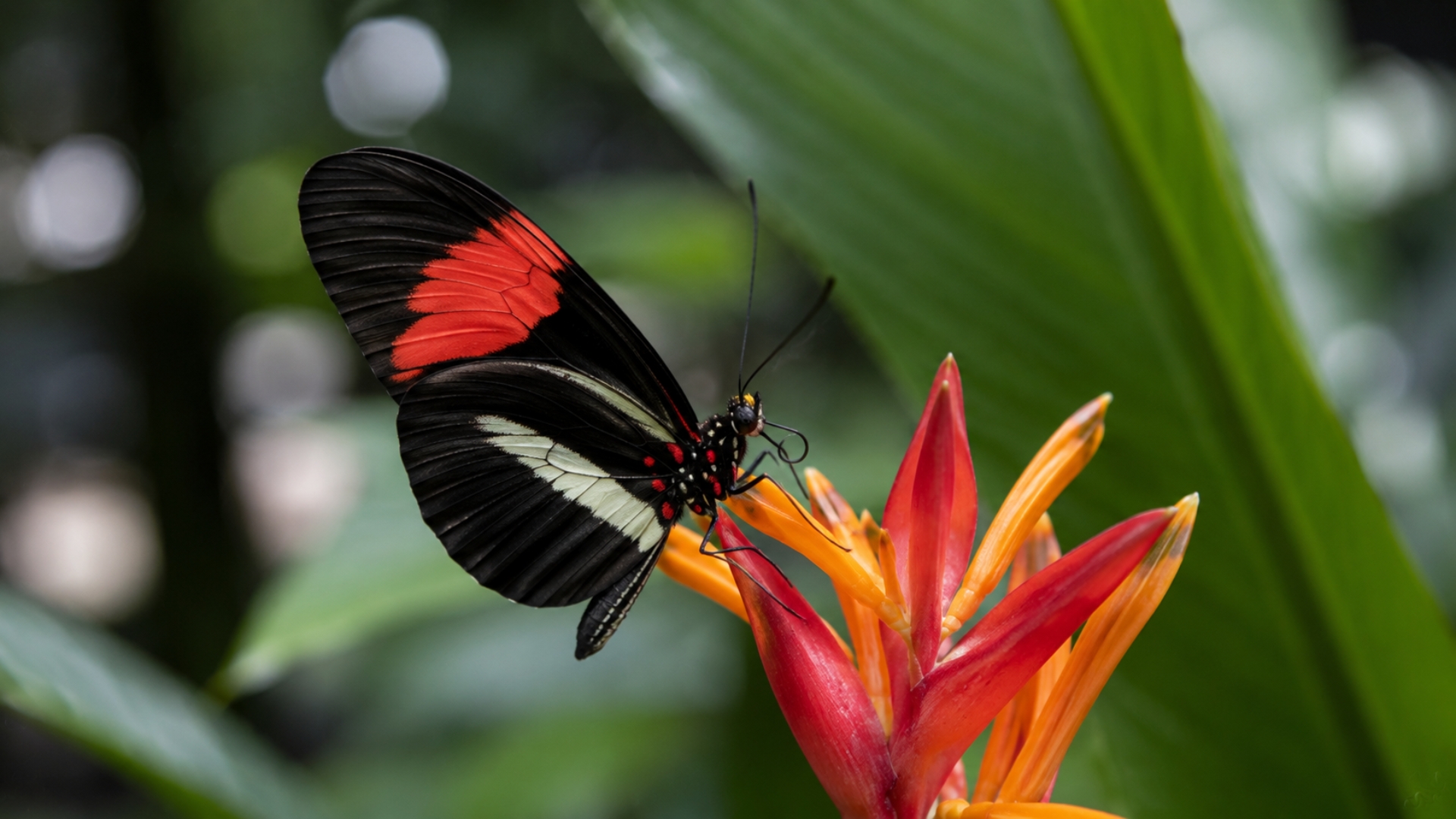 Long-lived heliconius butterflies are rewriting what insect aging looks ...