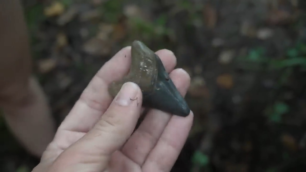 A broken megalodon tooth was only the warning - then the spot went crazy