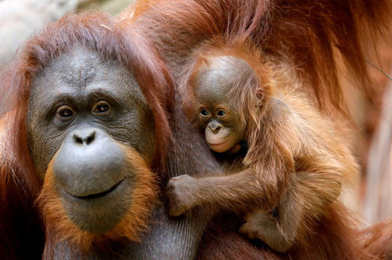 Humans and great apes show similar rhythmic pattern in laughter