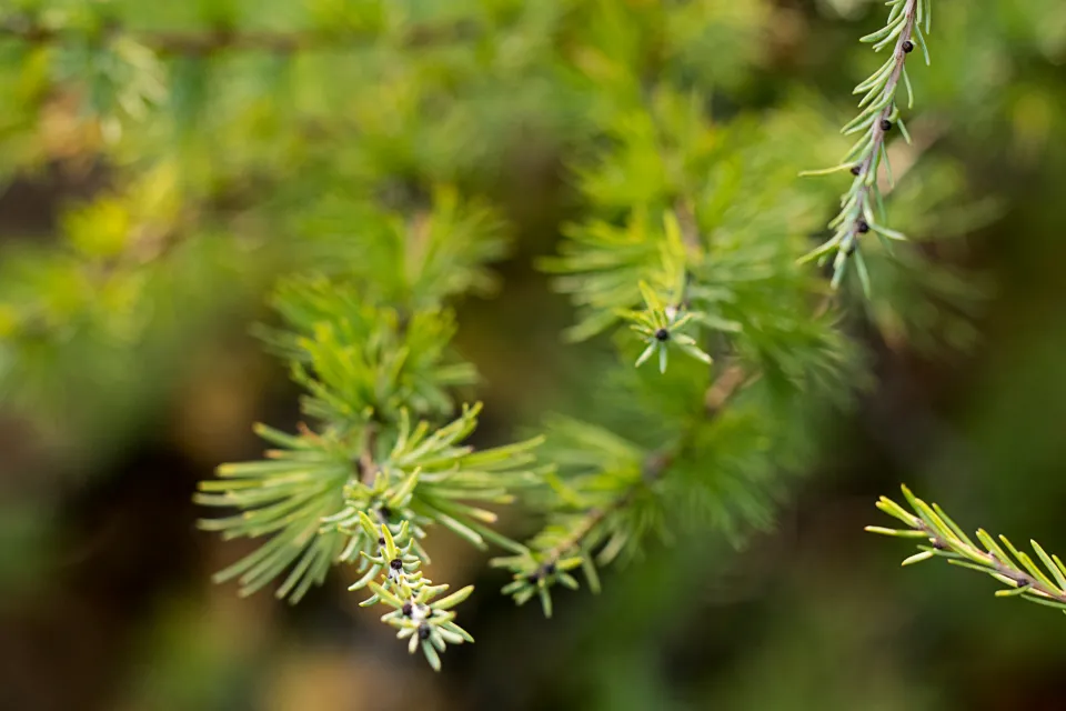 Want your Orange County garden to flourish year-round? Plant these 5 ...