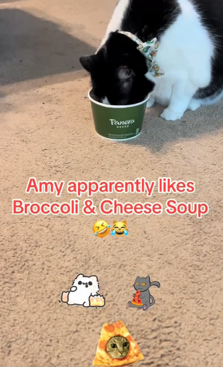 Amy eats my Panera leftovers again