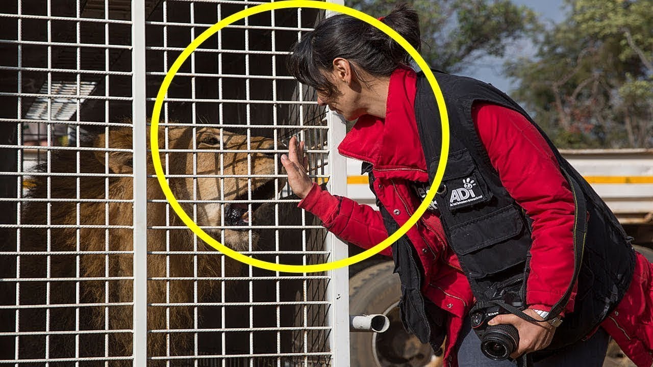 33 circus lions finally get the freedom they deserved
