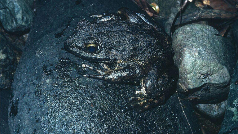 The Goliath frog: The world’s largest frog builds breeding ponds in ...