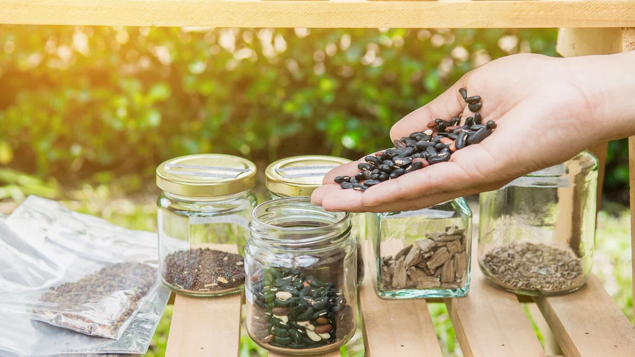 How to save and store seeds from this year's harvest for next spring