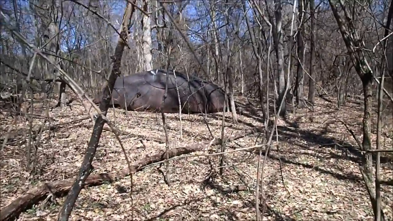 A strange craft sat in the woods - "Don't go closer" - then curiosity ...