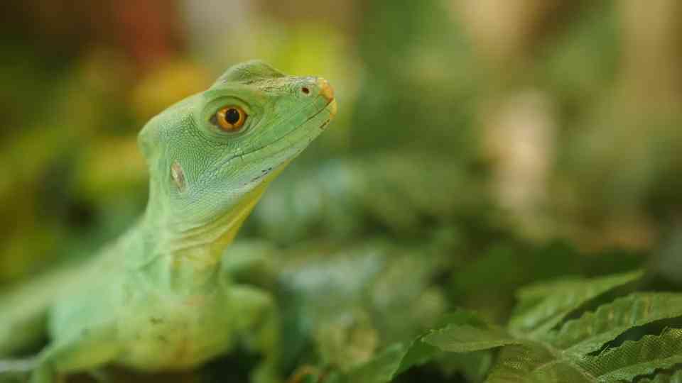 Watch what happens when a snake corners this lizard - it does the ...