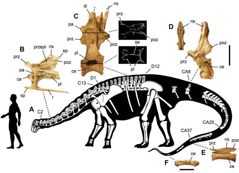Scientists revealed that this dinosaur had 500 teeth, and replaced ...