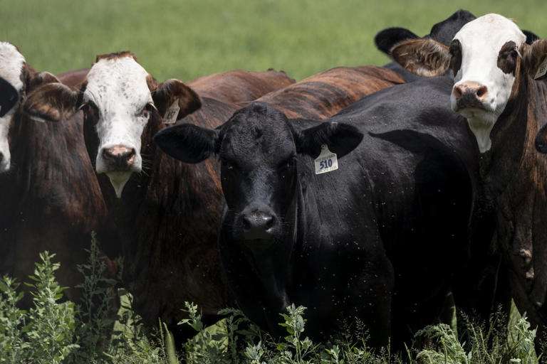 US and Mexico open sterile fly production plant to combat cross-border ...