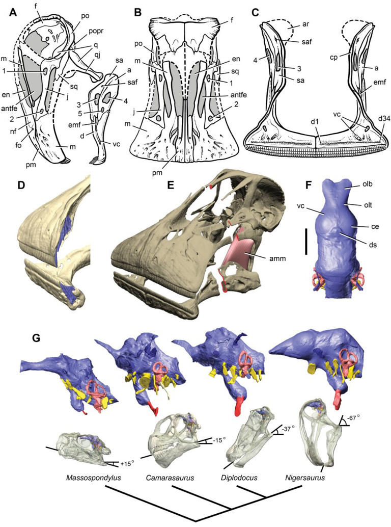 Scientists revealed that this dinosaur had 500 teeth, and replaced ...