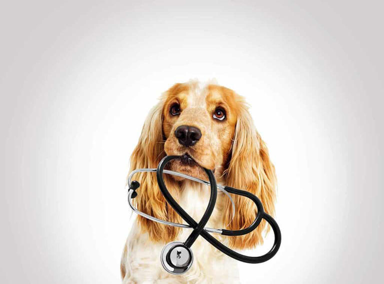 Learn to identify and treat 7 common dog health problems