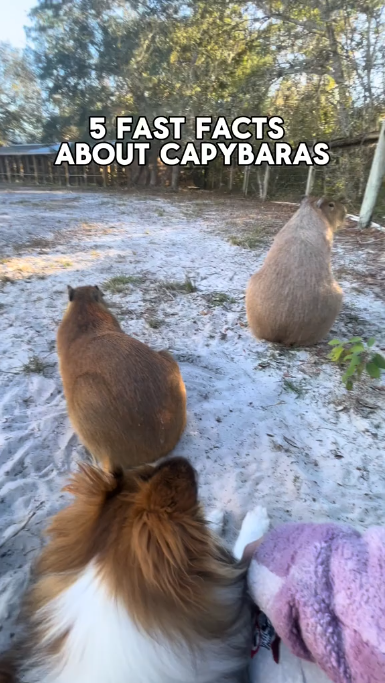 Test your capybara skills with this 5 level challenge